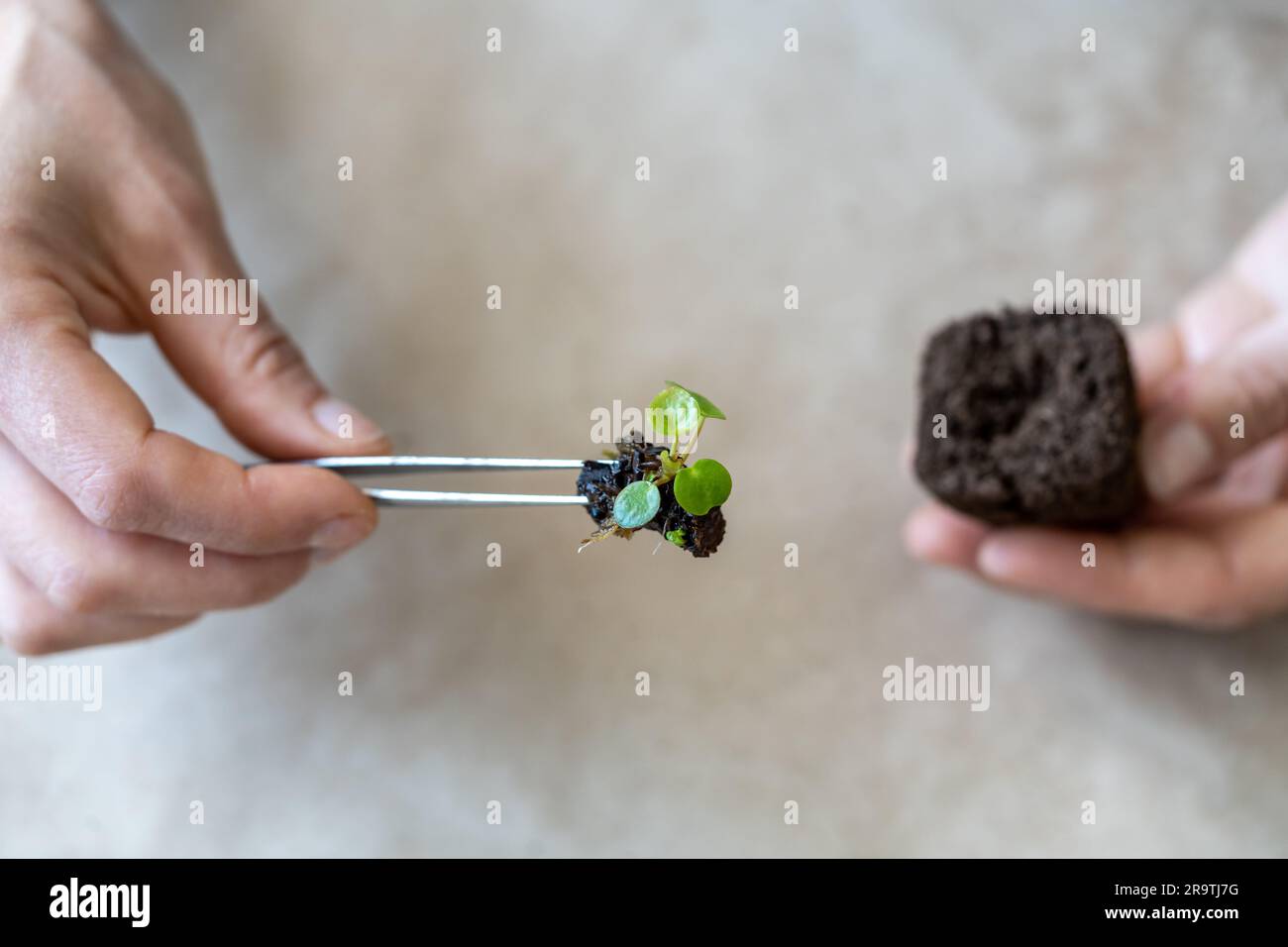 Transplanting rooted small Pilea plant seedling into a pressed coconut ...