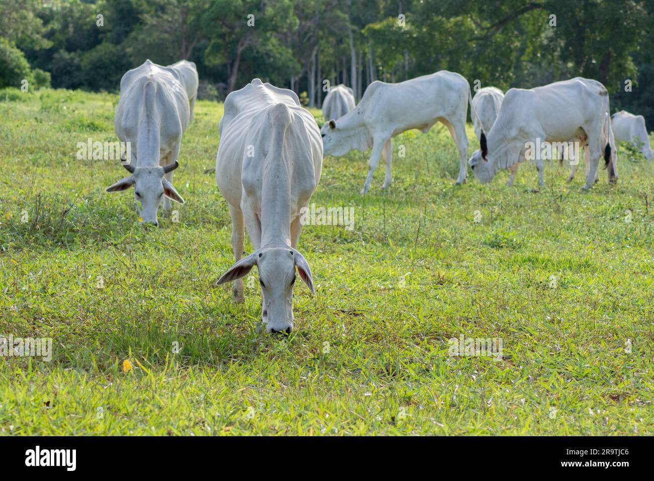 Nellore cow eating green grass in the countryside of the State of São ...