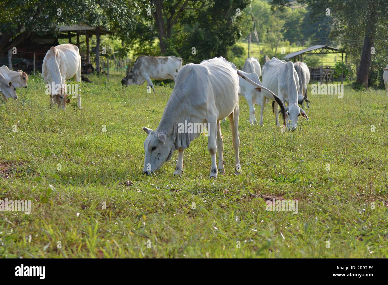 Nellore cow eating green grass in the countryside of the State of São ...