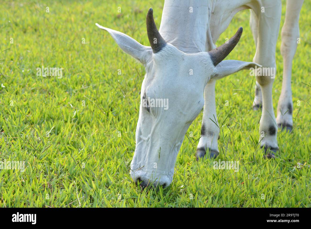 Side view of a large and strong Nelore ox and cow on a farm in the ...
