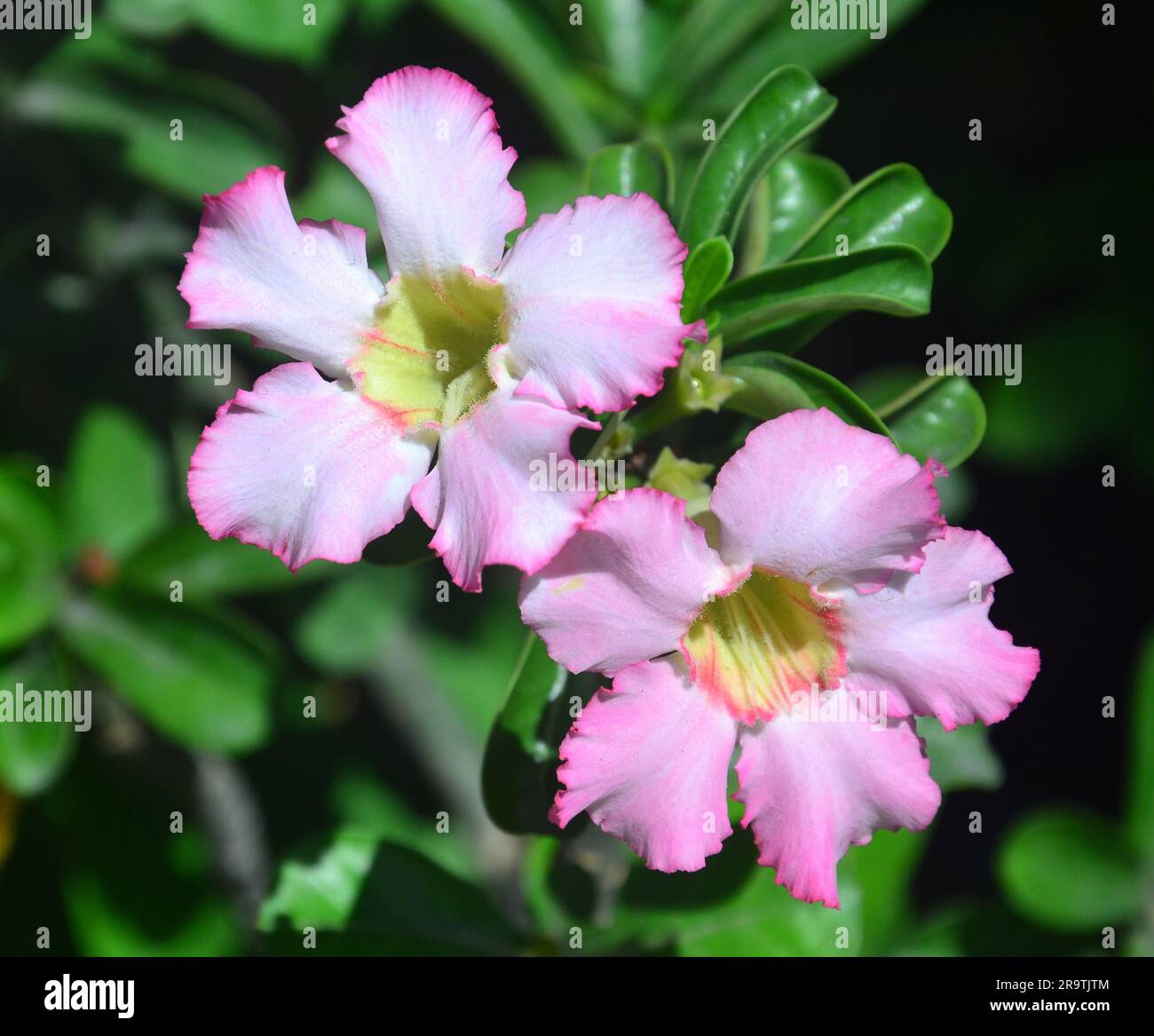 Pretty Pink Desert Azalea flower in Thailand, Adenium obesum Stock ...