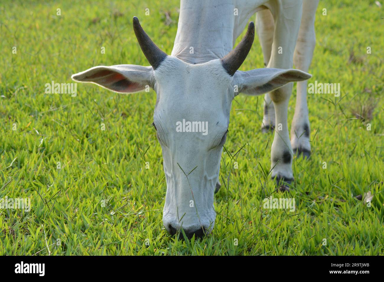Close-up view of a Nellore cow with its head down eating green grass in ...