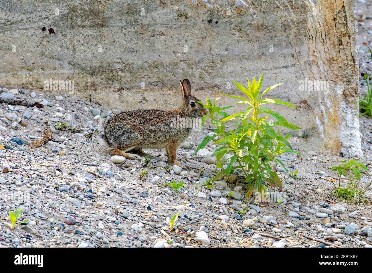 The eastern cottontail on the river bank. Young wild rabbit Stock Photo ...