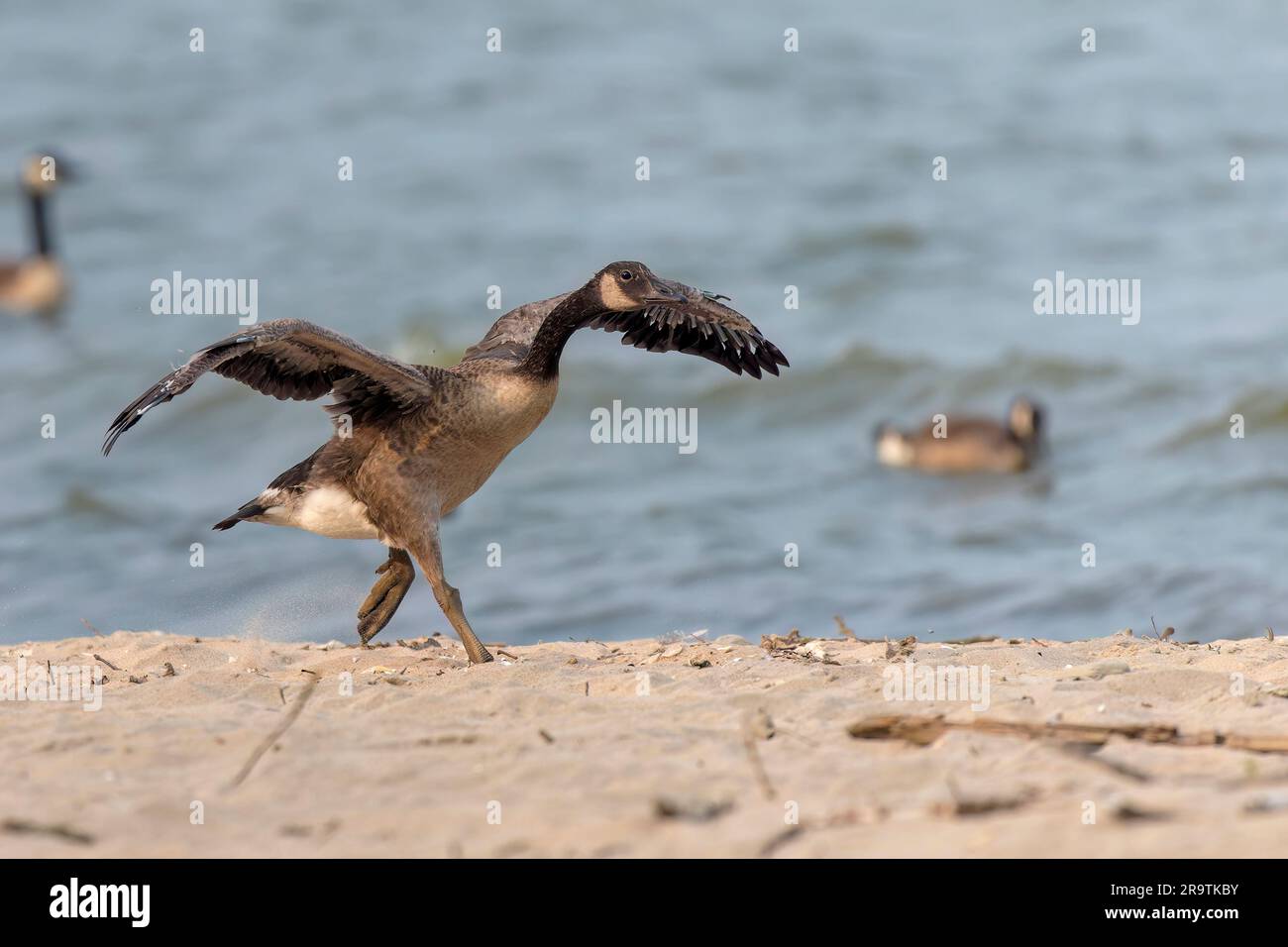 The young Canadian geese, which cannot yet fly, run on the beach of the ...