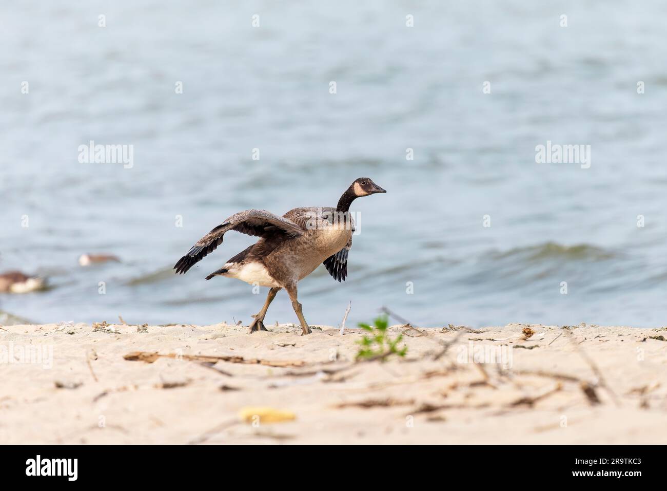 The young Canadian geese, which cannot yet fly, run on the beach of the ...