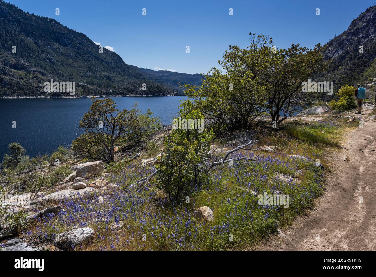 California landscape of a hiking trail, spring wildflowers, and the ...
