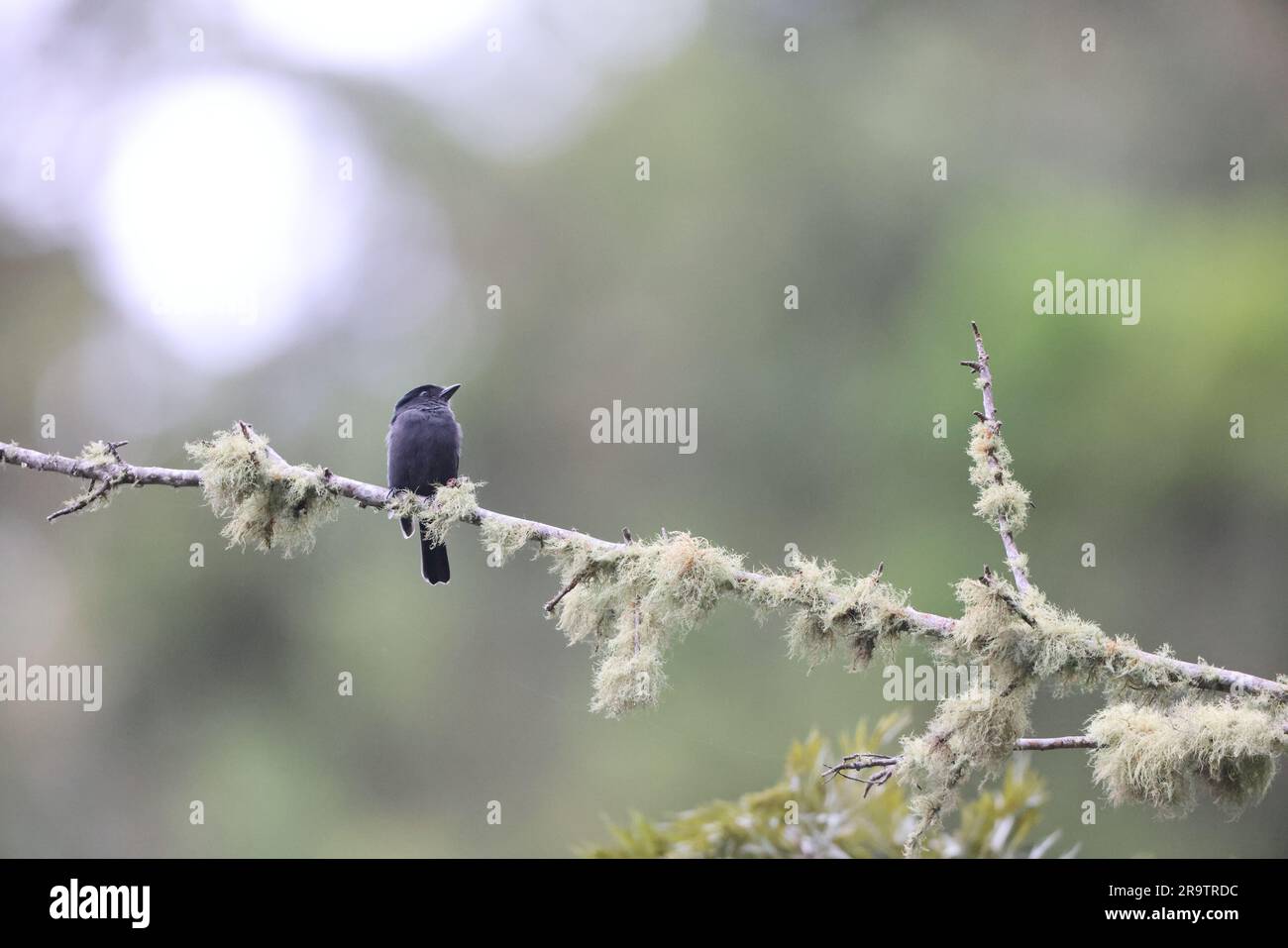 Jamaican becard (Pachyramphus niger) is a species of bird in the family ...