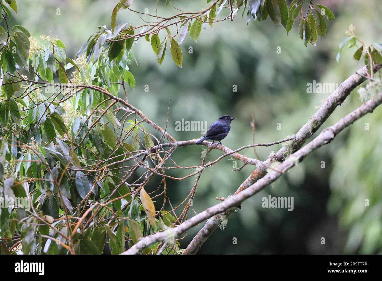 Jamaican becard (Pachyramphus niger) is a species of bird in the family ...
