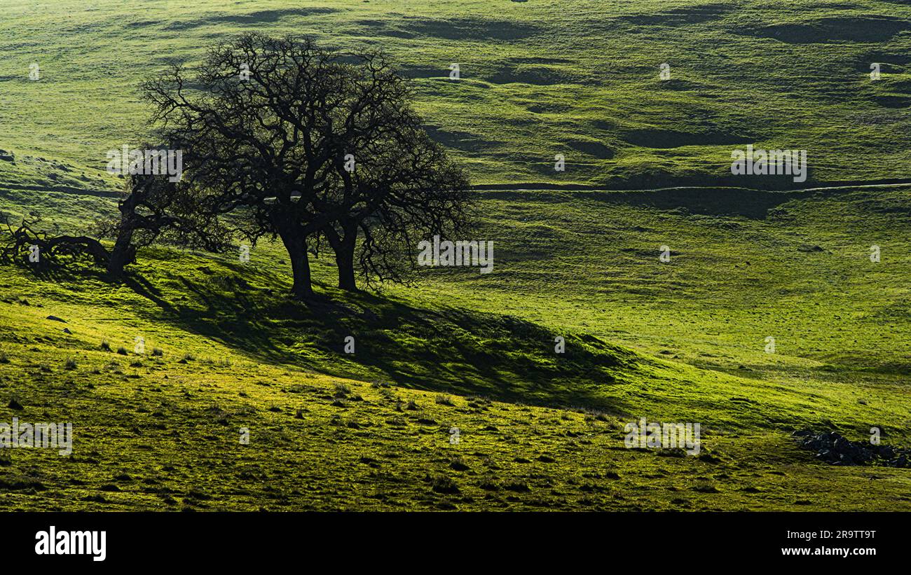Two oaks and their shadows on the green grass hill Stock Photo - Alamy