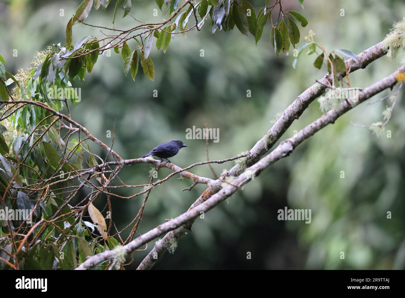 Jamaican becard (Pachyramphus niger) is a species of bird in the family ...