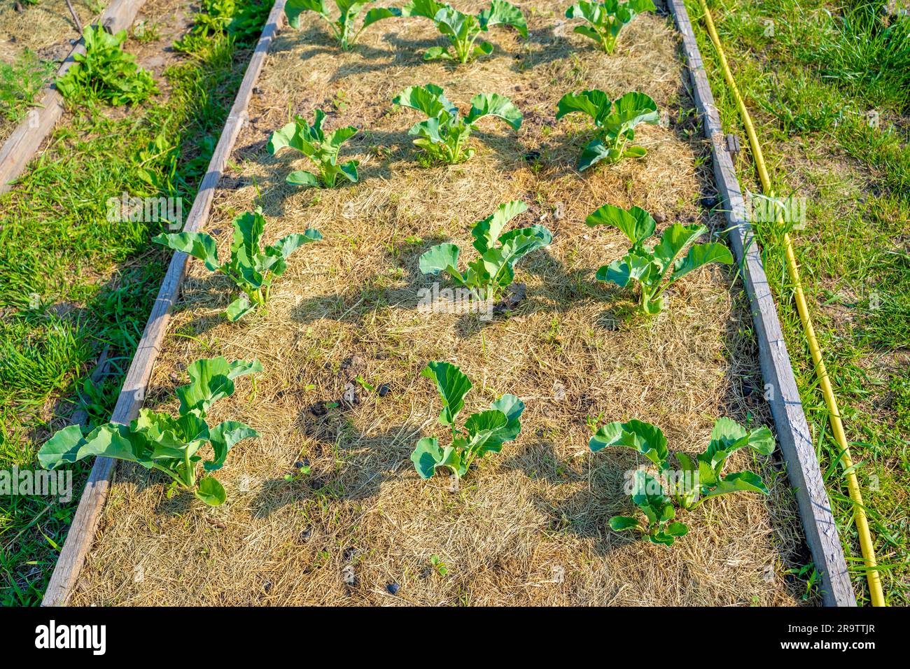 Young sprouts of cauliflower grow in a garden bed. Mulching the ground ...