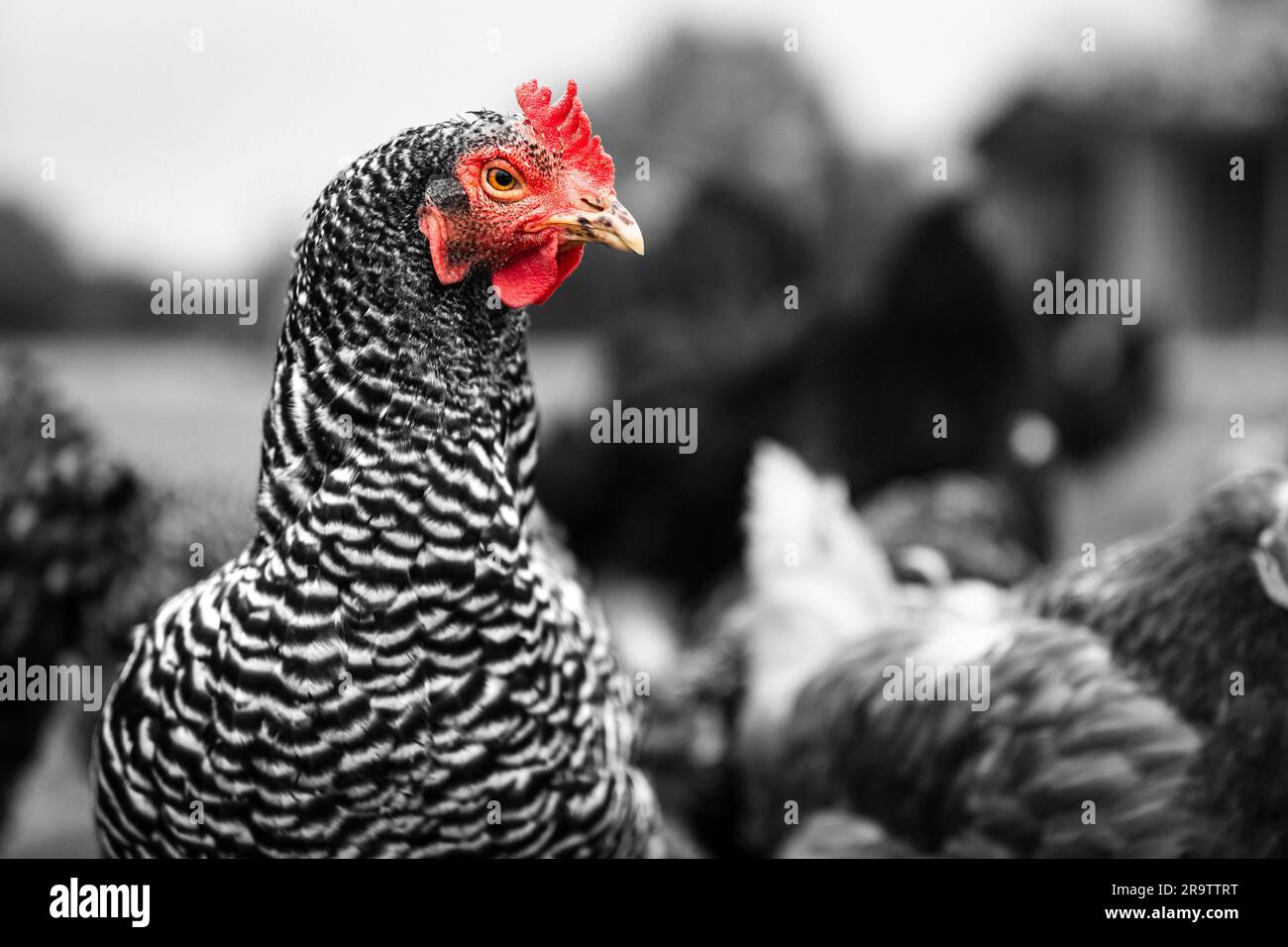 A selective color of a chicken Stock Photo - Alamy
