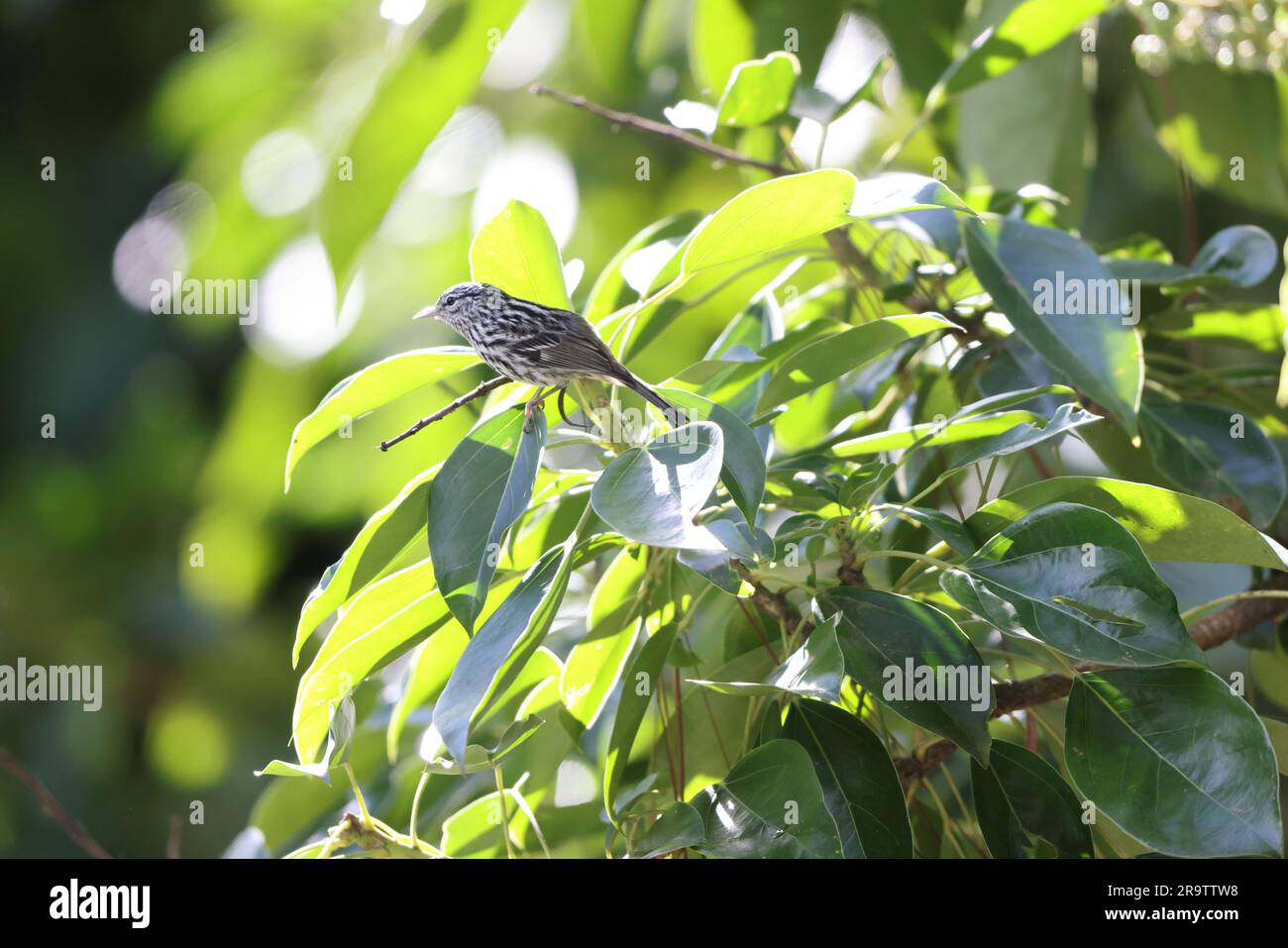 Arrow-headed Warbler (Dendroica phareta),one of Jamaican endemic ...