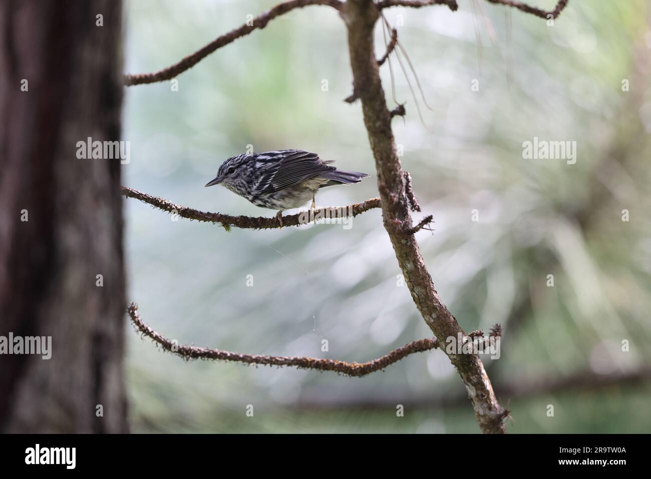 Arrow-headed Warbler (Dendroica phareta),one of Jamaican endemic ...