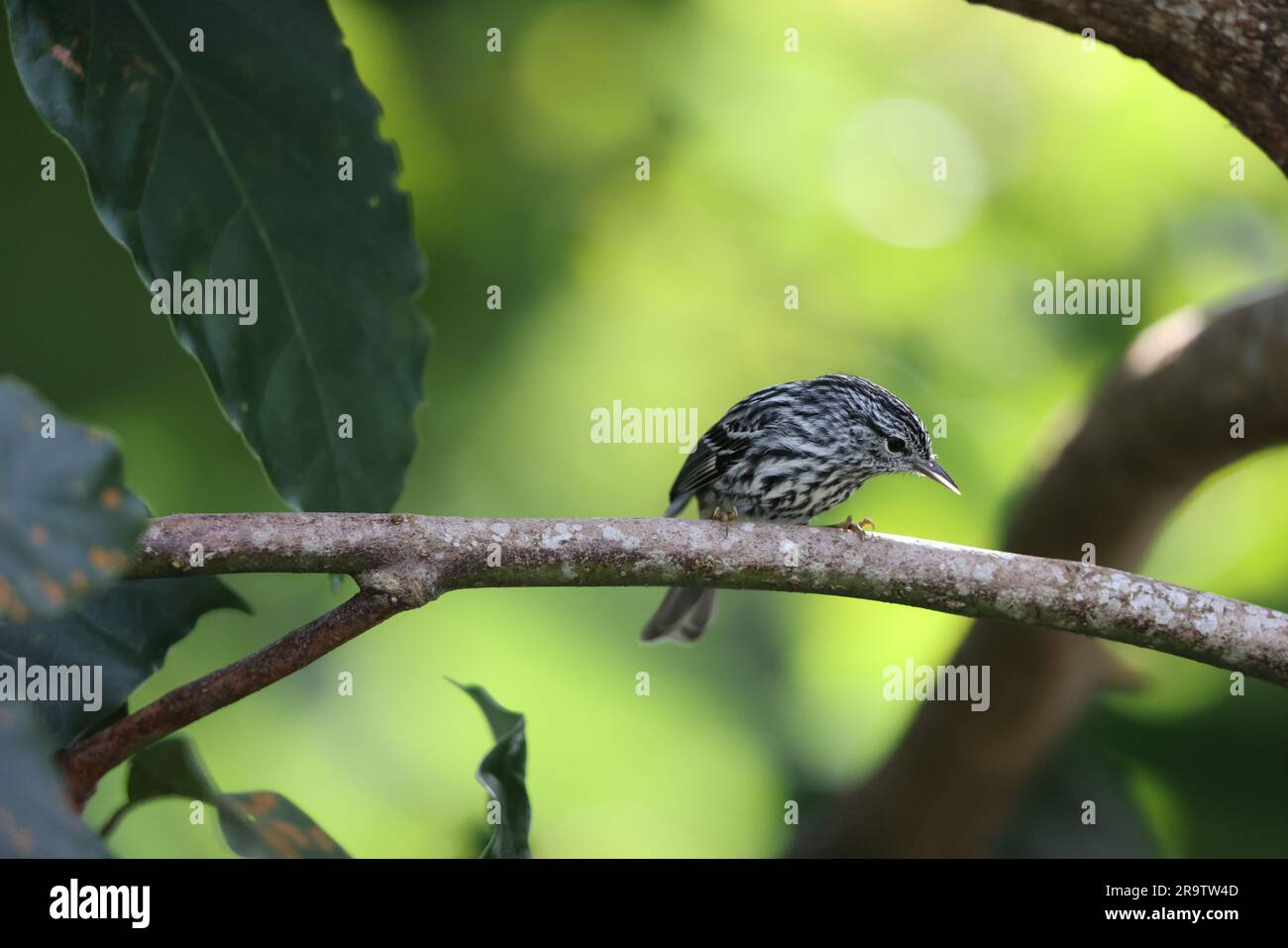 Arrow-headed Warbler (Dendroica phareta),one of Jamaican endemic ...