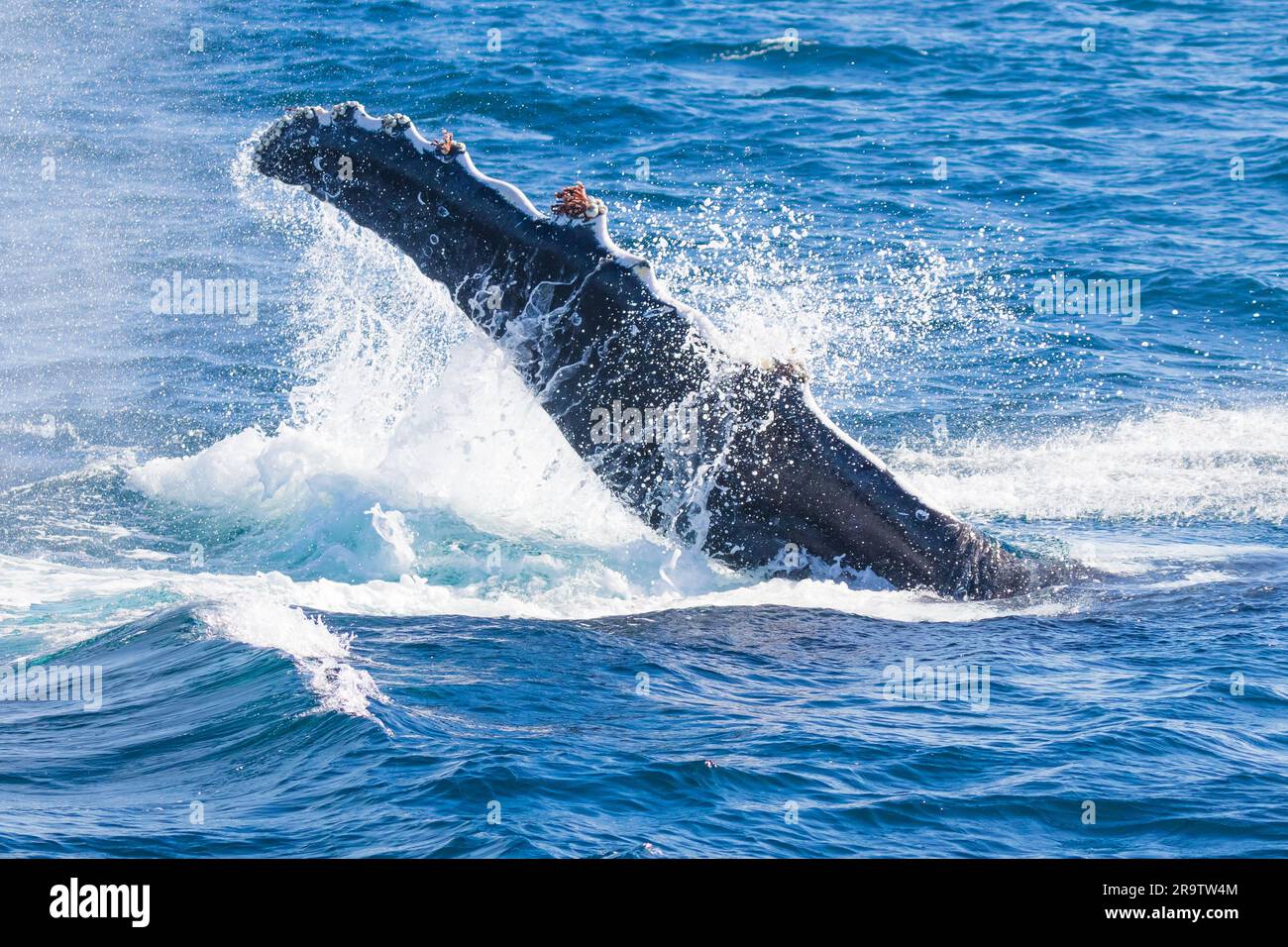 Humpback pectal fin hi-res stock photography and images - Alamy
