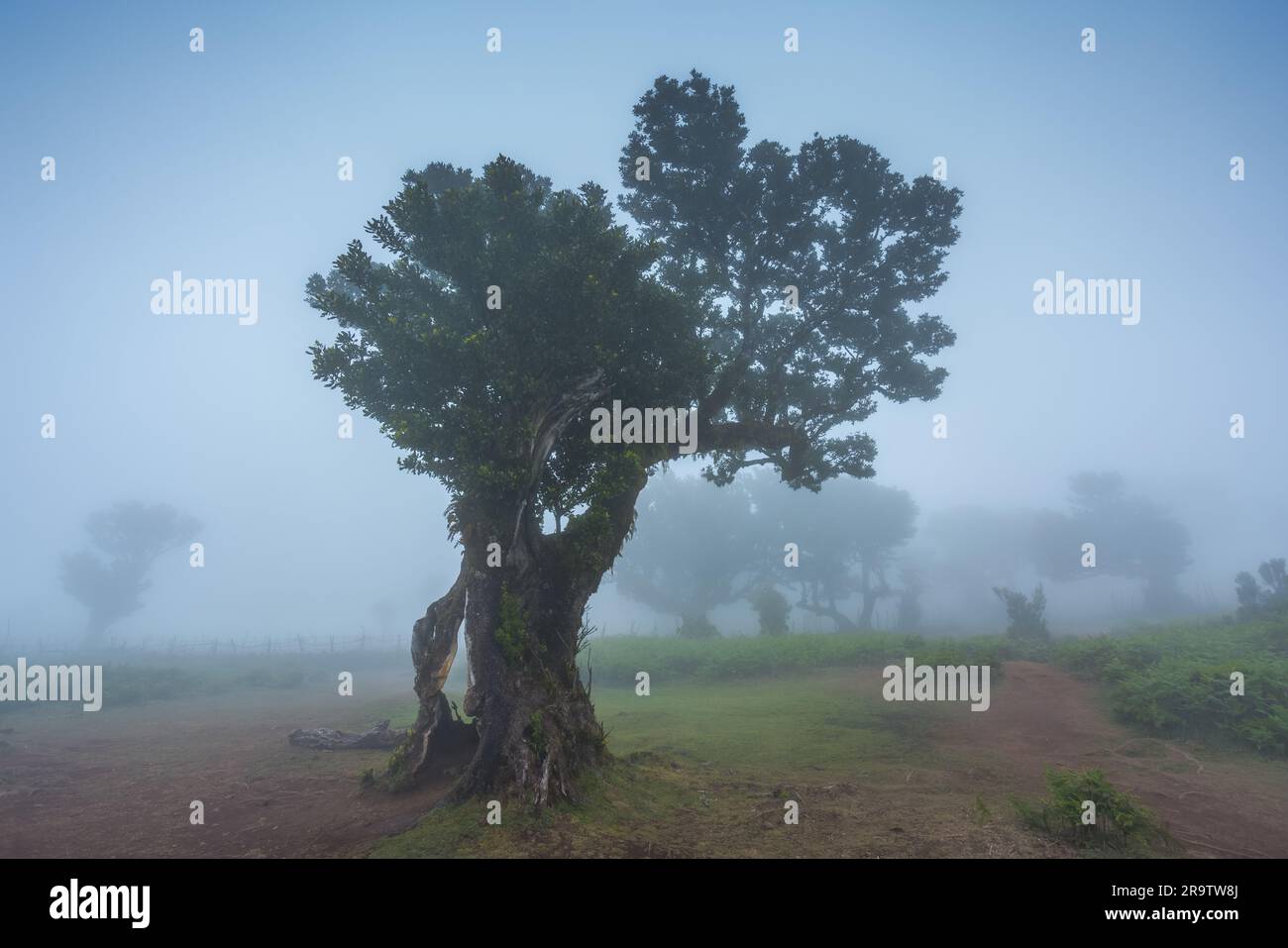 Fanal forest , old mystical tree in Madeira island, Unesco Stock Photo ...