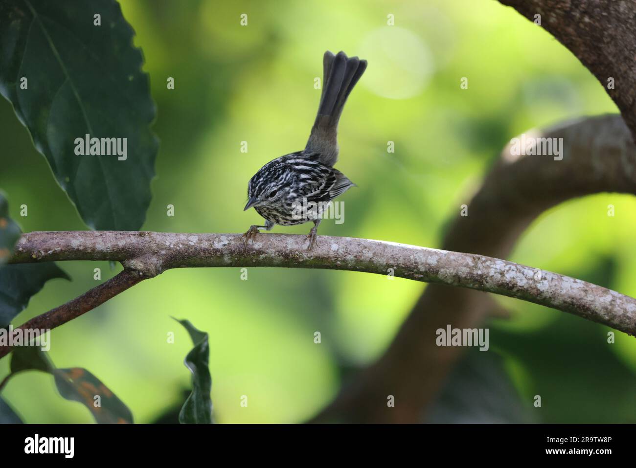Arrow-headed Warbler (Dendroica phareta),one of Jamaican endemic ...