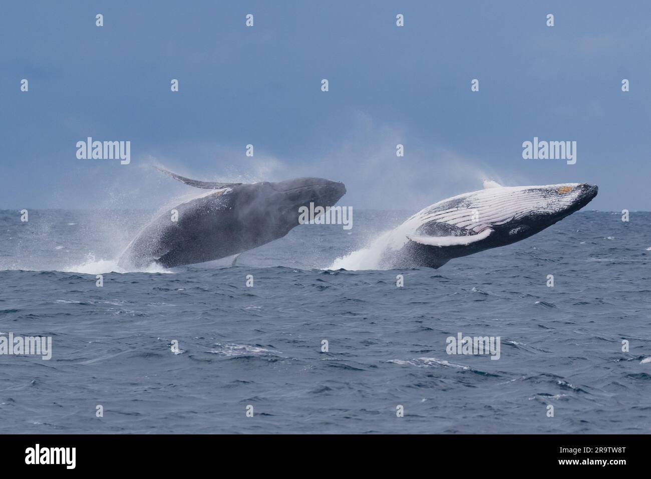 Humpback whales double breach hi-res stock photography and images - Alamy