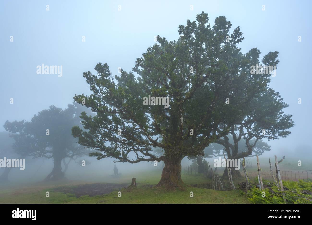 Fanal forest , old mystical tree in Madeira island, Unesco Stock Photo ...