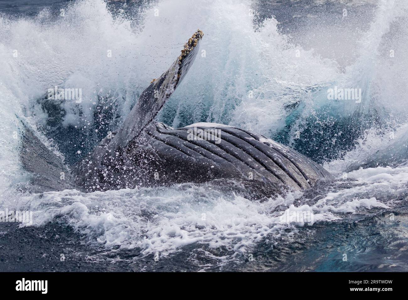 Forty Tonne Splash - when 40 tonne of humpback whale hits the ocean it ...