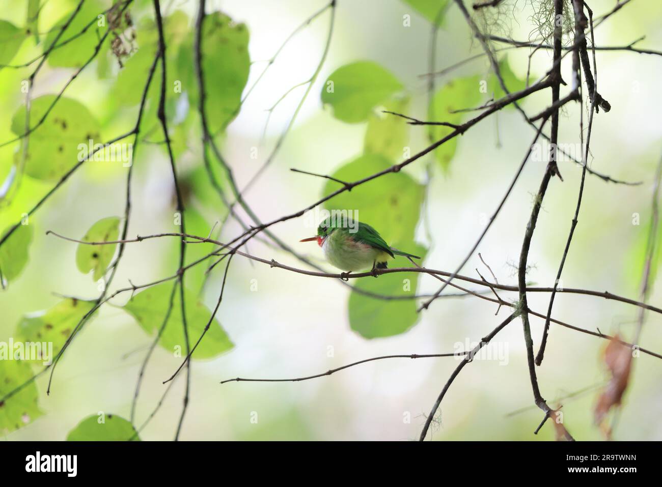 Jamaican tody (Todus todus), one of the smallest birds in the world ...