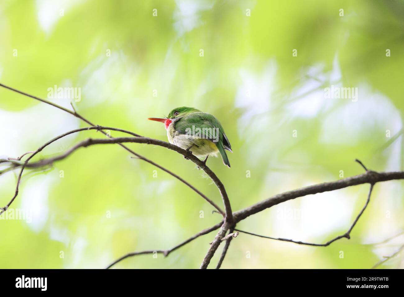 Jamaican tody (Todus todus), one of the smallest birds in the world ...