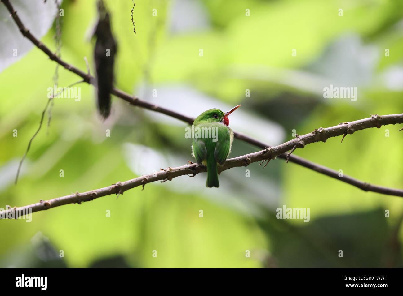 Jamaican tody (Todus todus), one of the smallest birds in the world ...