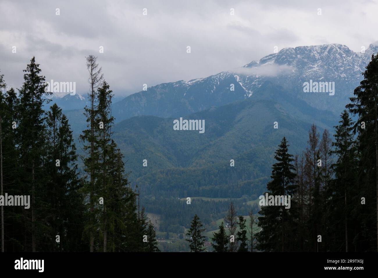 Snowy mountains, green forests In National park Zakopane Poland ...