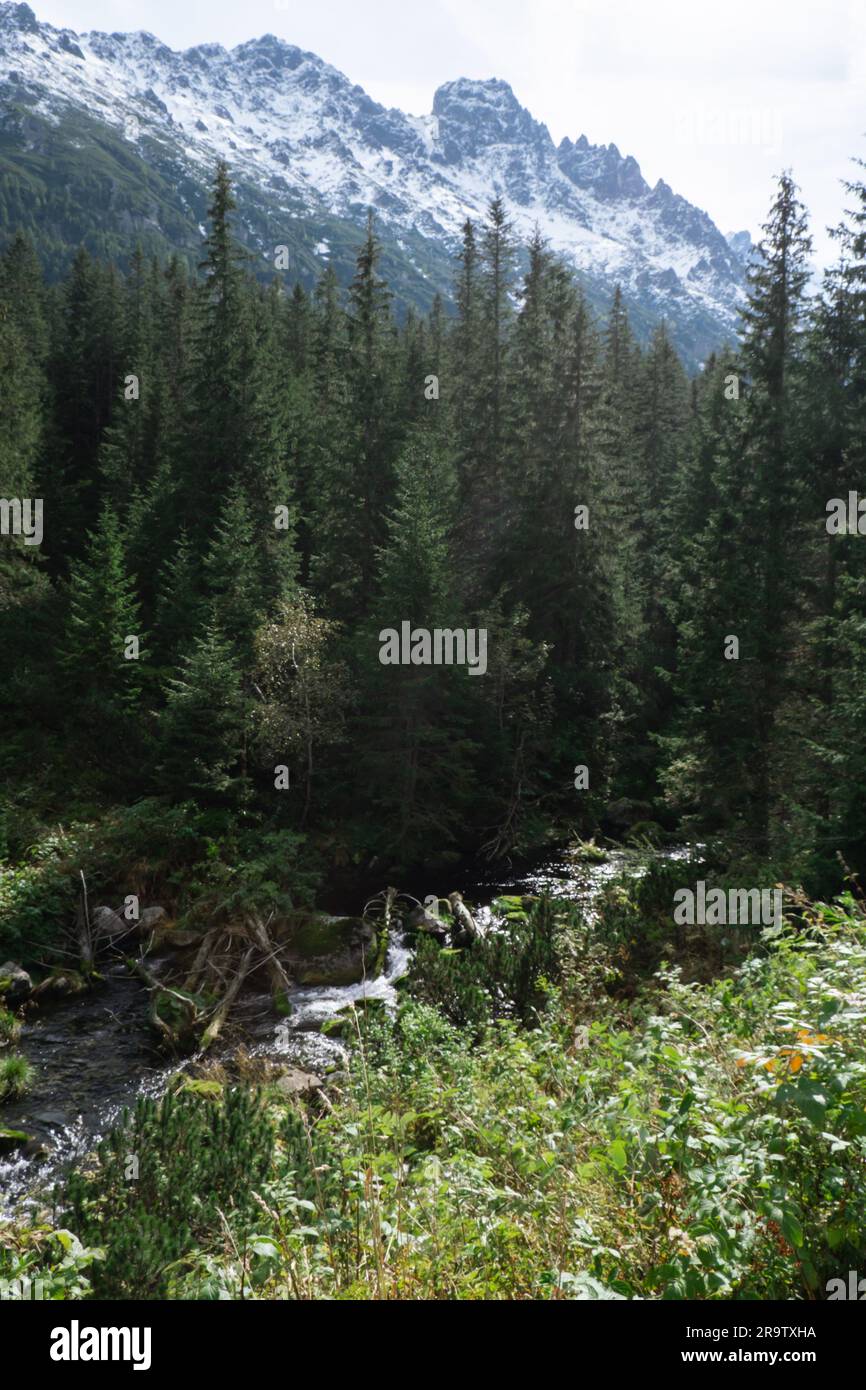 Snowy mountains, green forests In National park Zakopane Poland ...