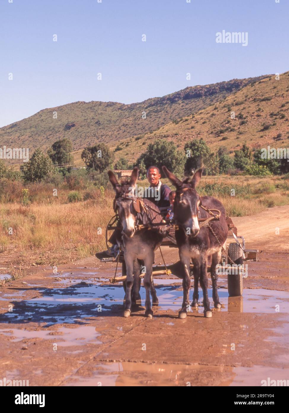 A traditional mule cart entering the small town of Nieu Bethesda in the ...