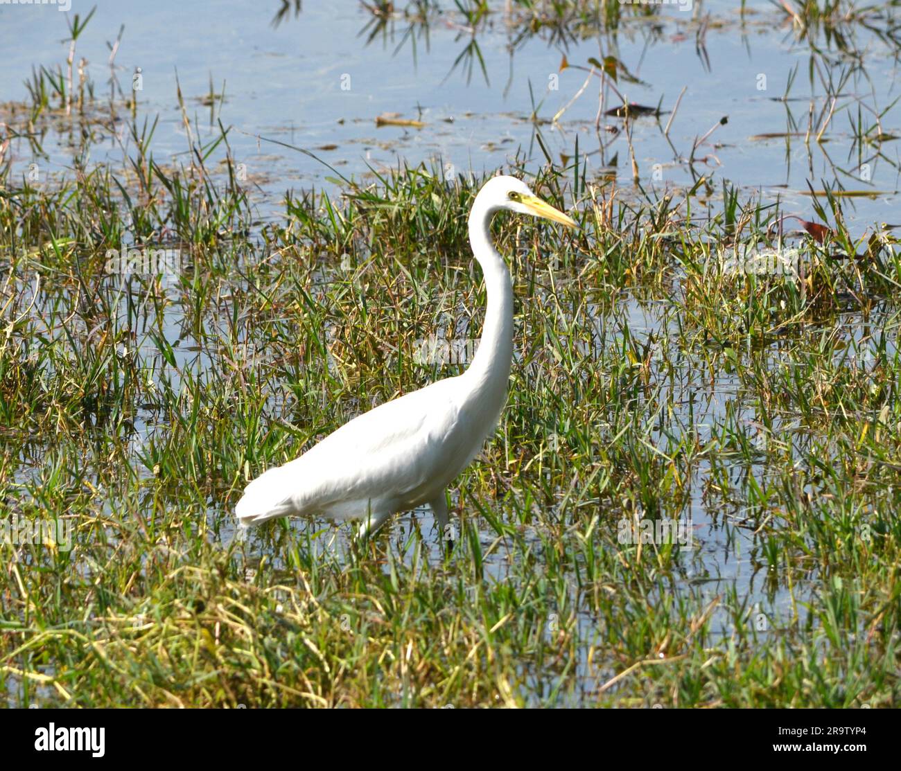Sariska Tiger reserve, Sultanpur Bird Sanctuary Stock Photo - Alamy
