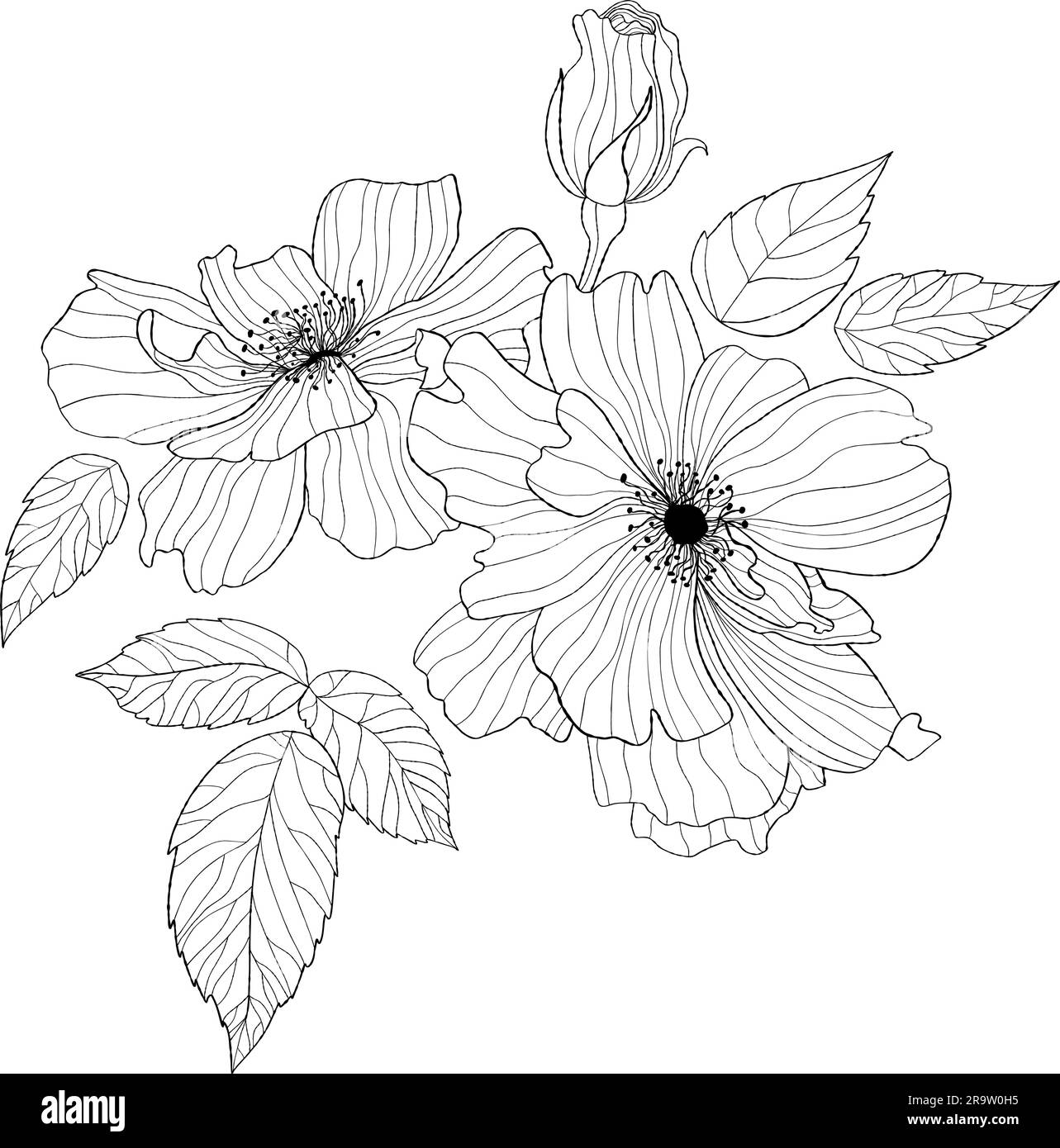 Flowers rose. Hand drawn. Vector illustration. linear plants, leaves ...