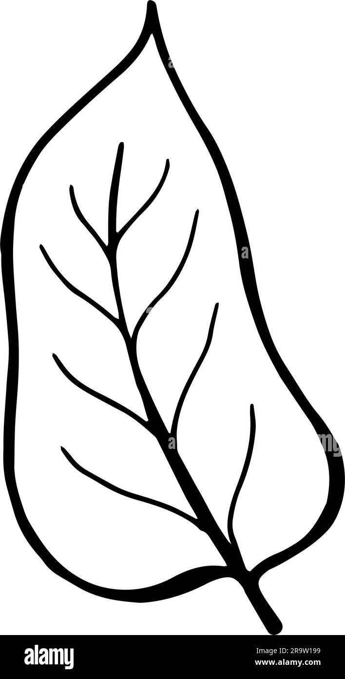 Vector line drawing abstract fall leaf. Minimal botany natural eco ...