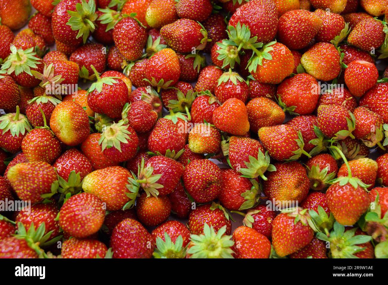 Natural looking fresh red strawberry in package Stock Photo - Alamy