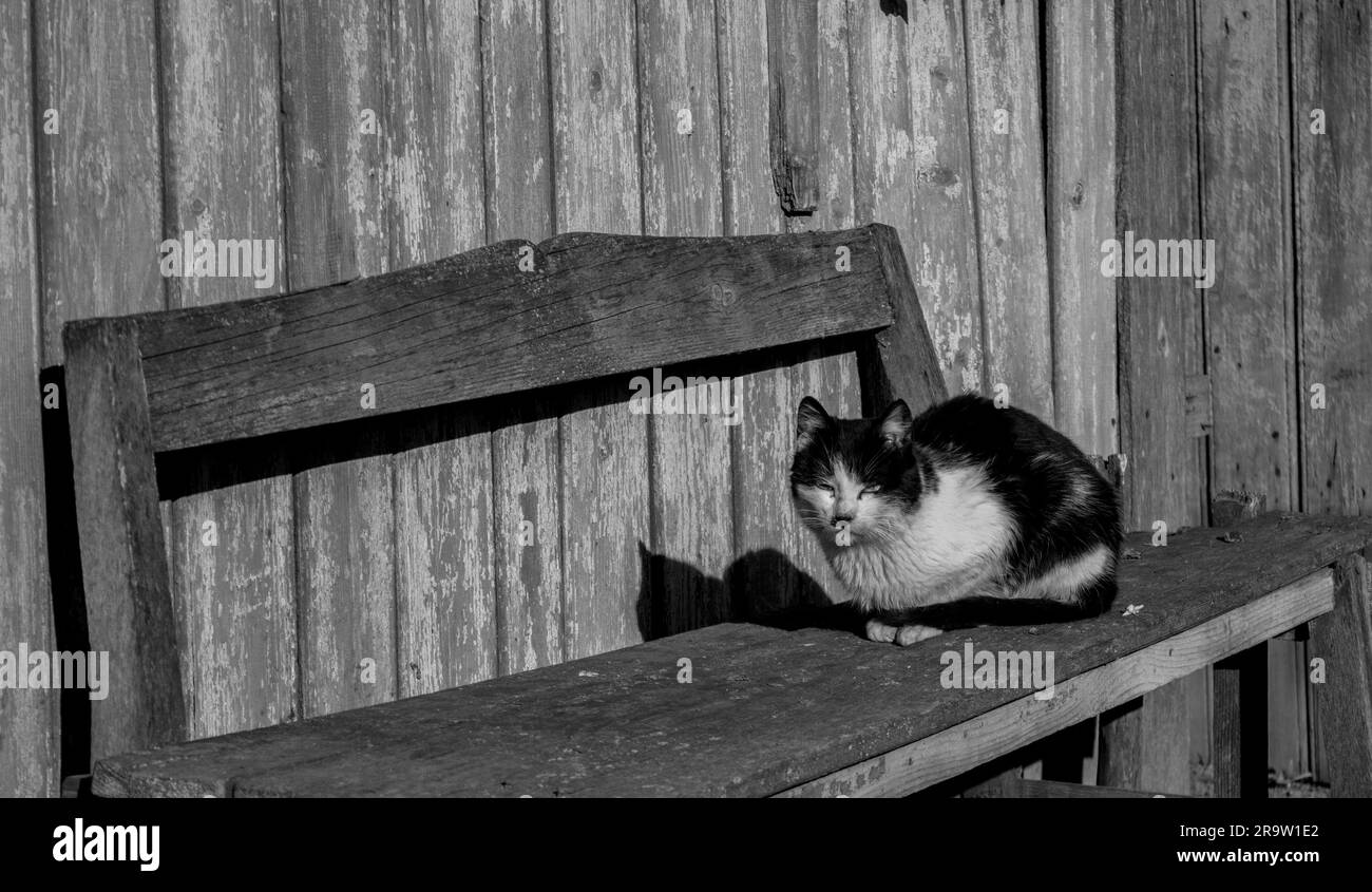 A striking black and white cat sits perched atop a wooden bench in a ...