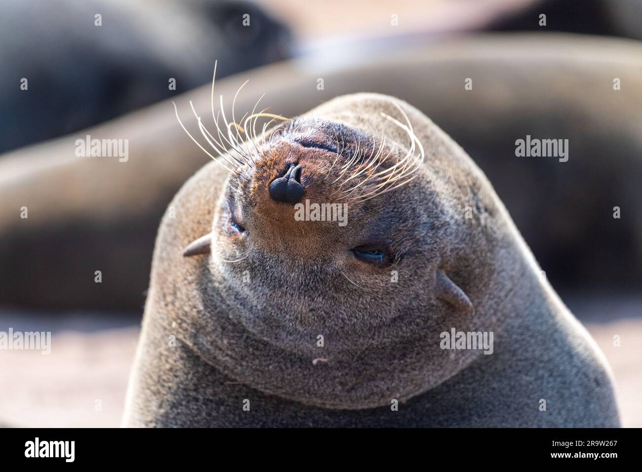 Telephoto portrait of a seal in the Cape Cross seal colony on the ...
