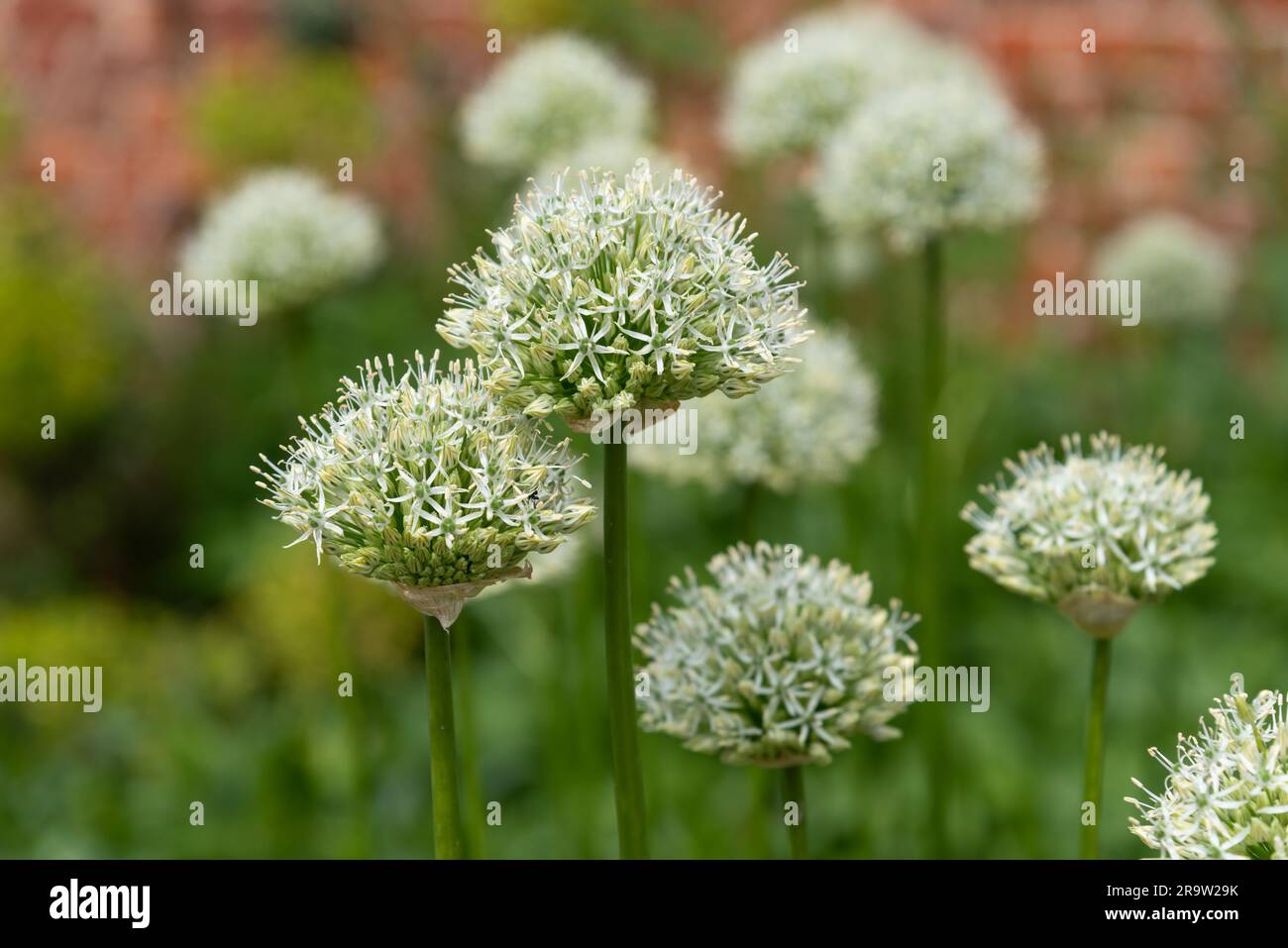 White Allium flowers Stock Photo - Alamy
