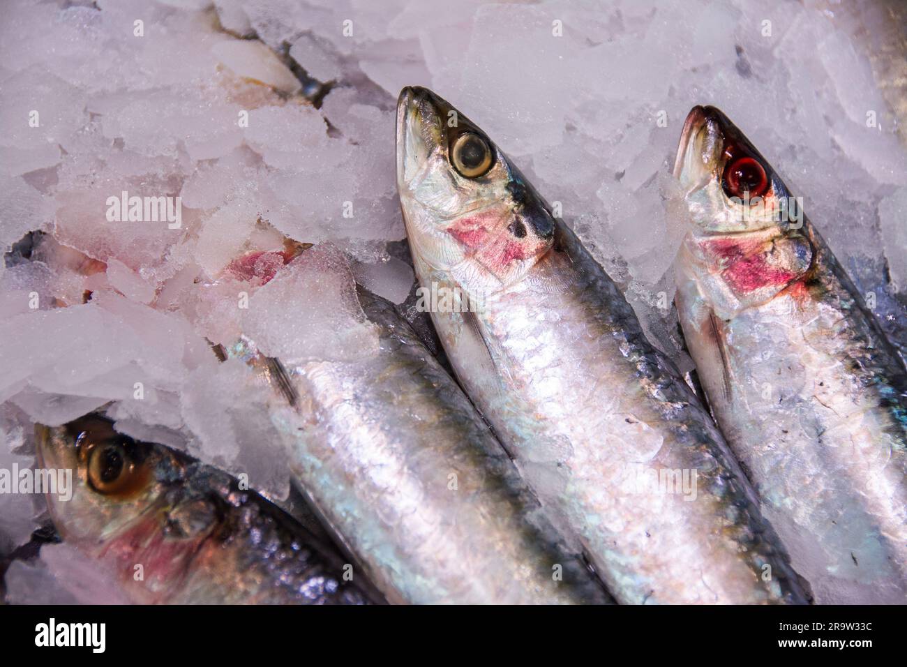Sardines on ice displayed on a market stall Stock Photo - Alamy