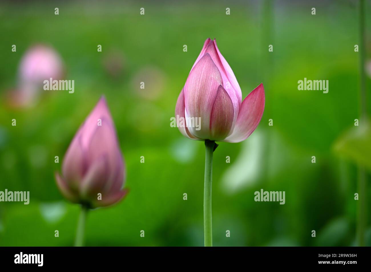 Blooming lotus flowers draw people to admire in Sanjiang Town, Jinping ...