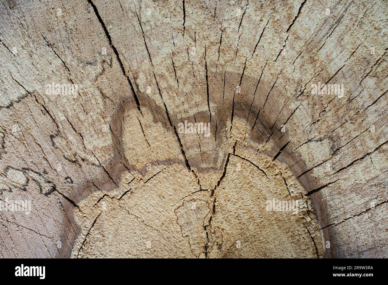drying wood log, tree section with cracks and fungi marks, abstract ...