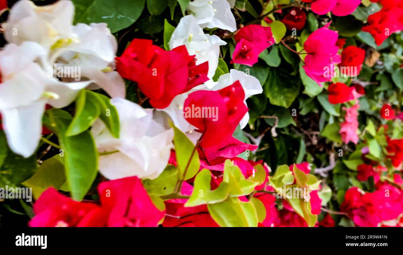 Bougainvillea Colors Varieties