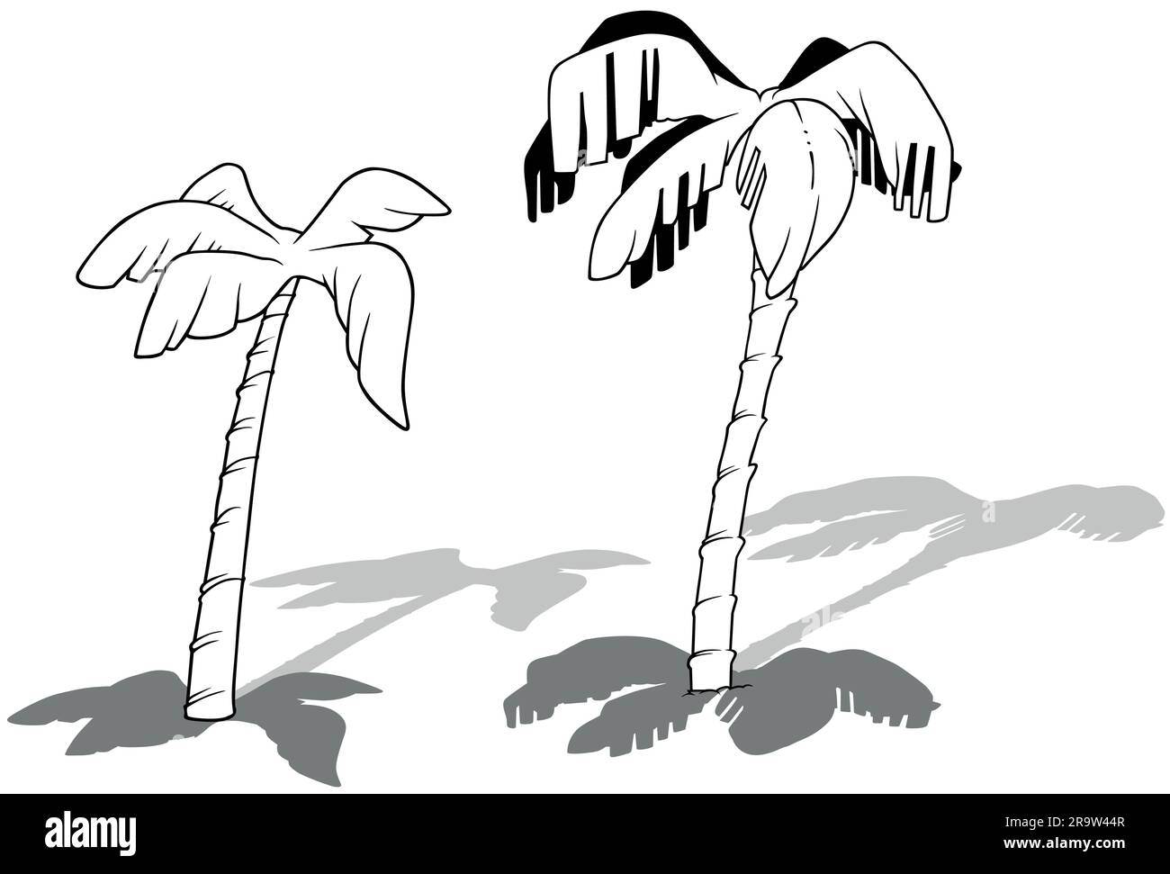 Drawing of Two Coconut Palm Trees Stock Vector Image & Art - Alamy
