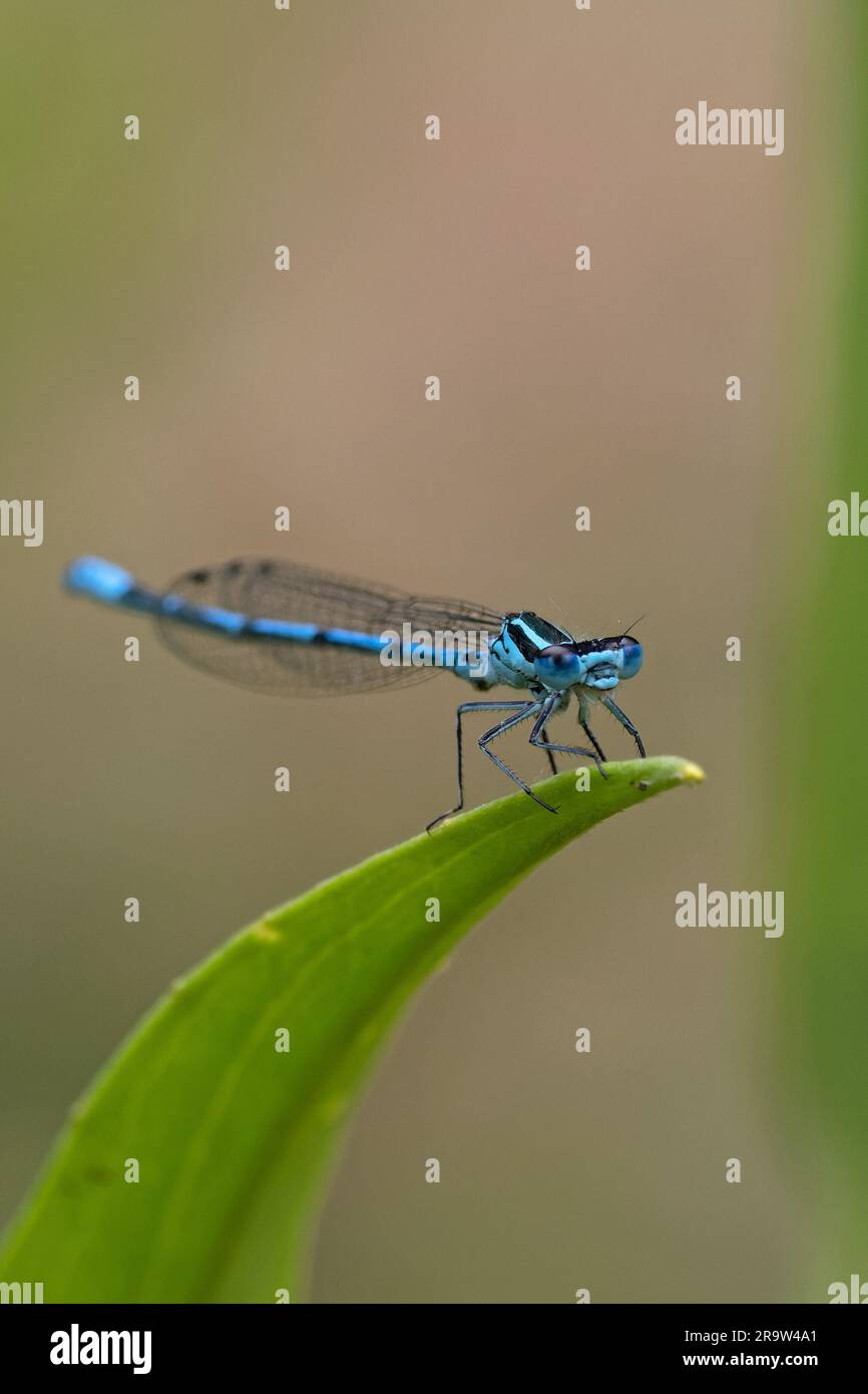 Azure Damselfly (Coenagrion puella) male Norfolk June 2023 Stock Photo ...