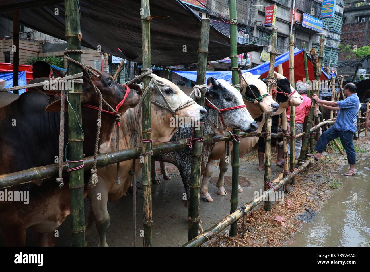 Dhaka, Bangladesh. 28th June, 2023. Cattle traders wait for customers to sell sacrificial ...
