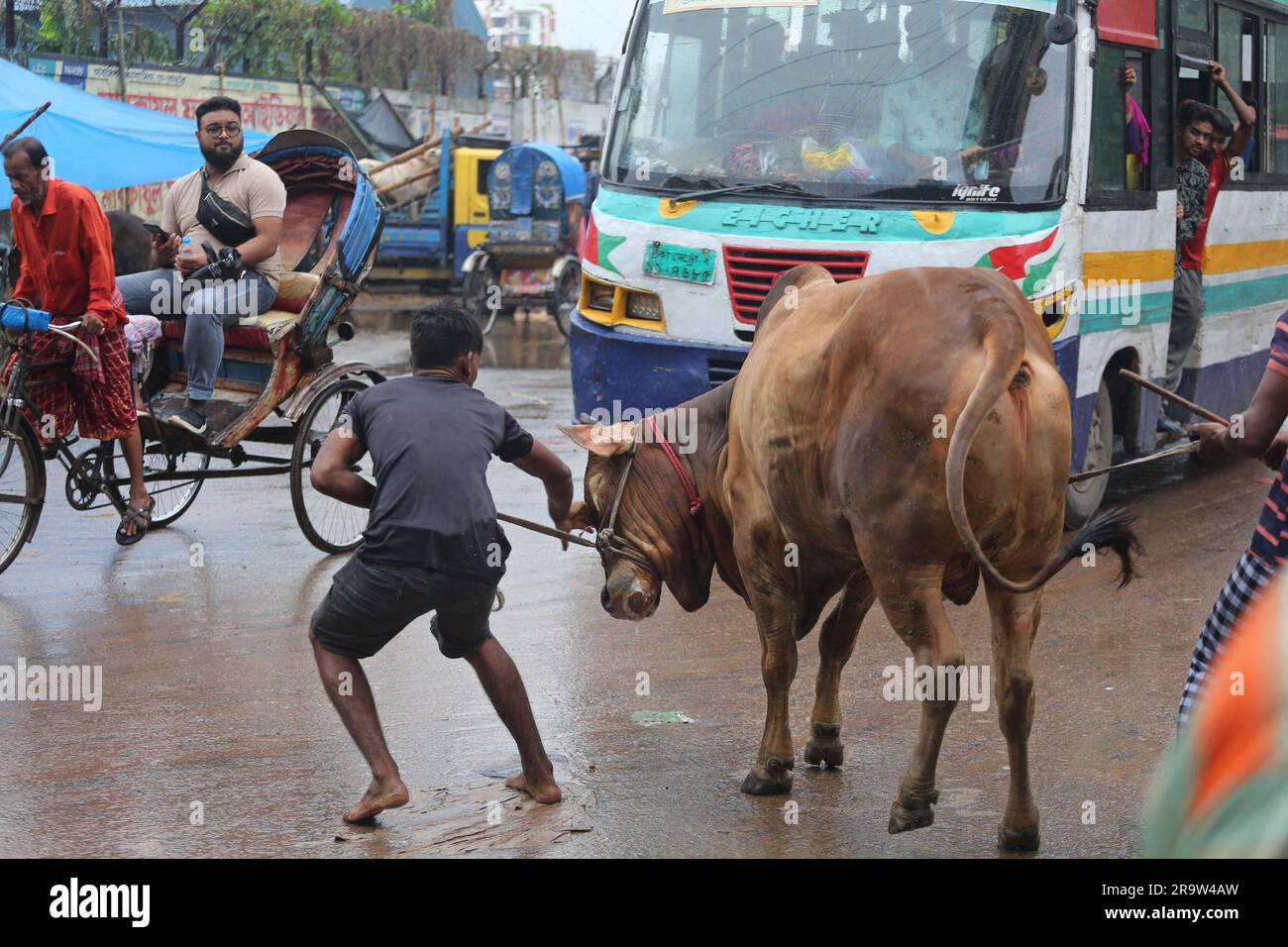 Dhaka, Bangladesh. 28th June, 2023. Cattle traders wait for customers to sell sacrificial ...