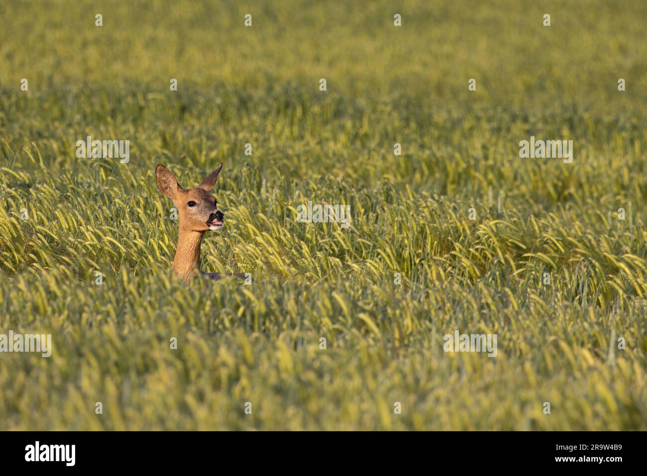 European Roe Deer (Capreolus capreolus) tasting the air sticking out ...