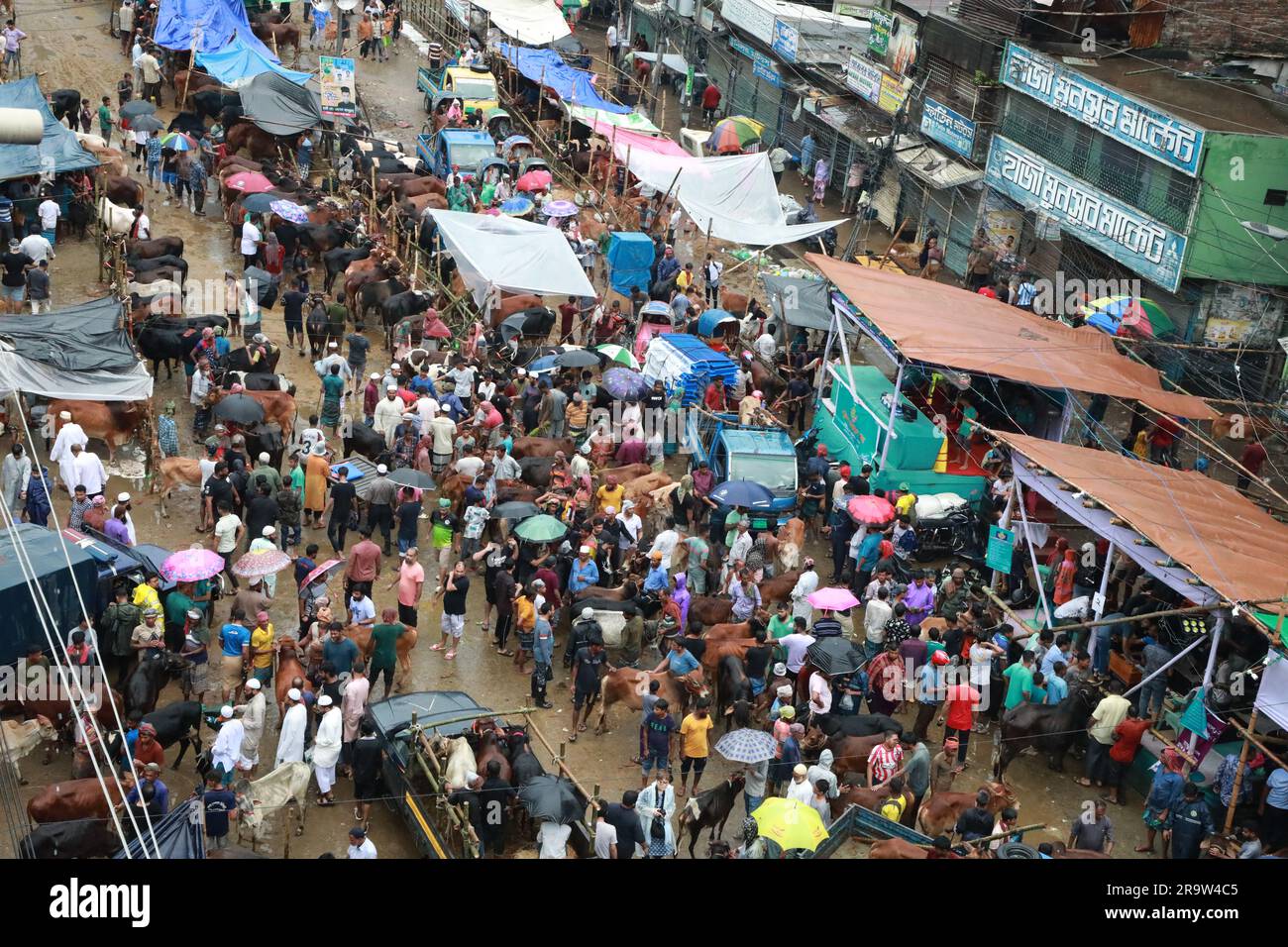 Dhaka, Bangladesh. 28th June, 2023. Cattle traders wait for customers to sell sacrificial ...