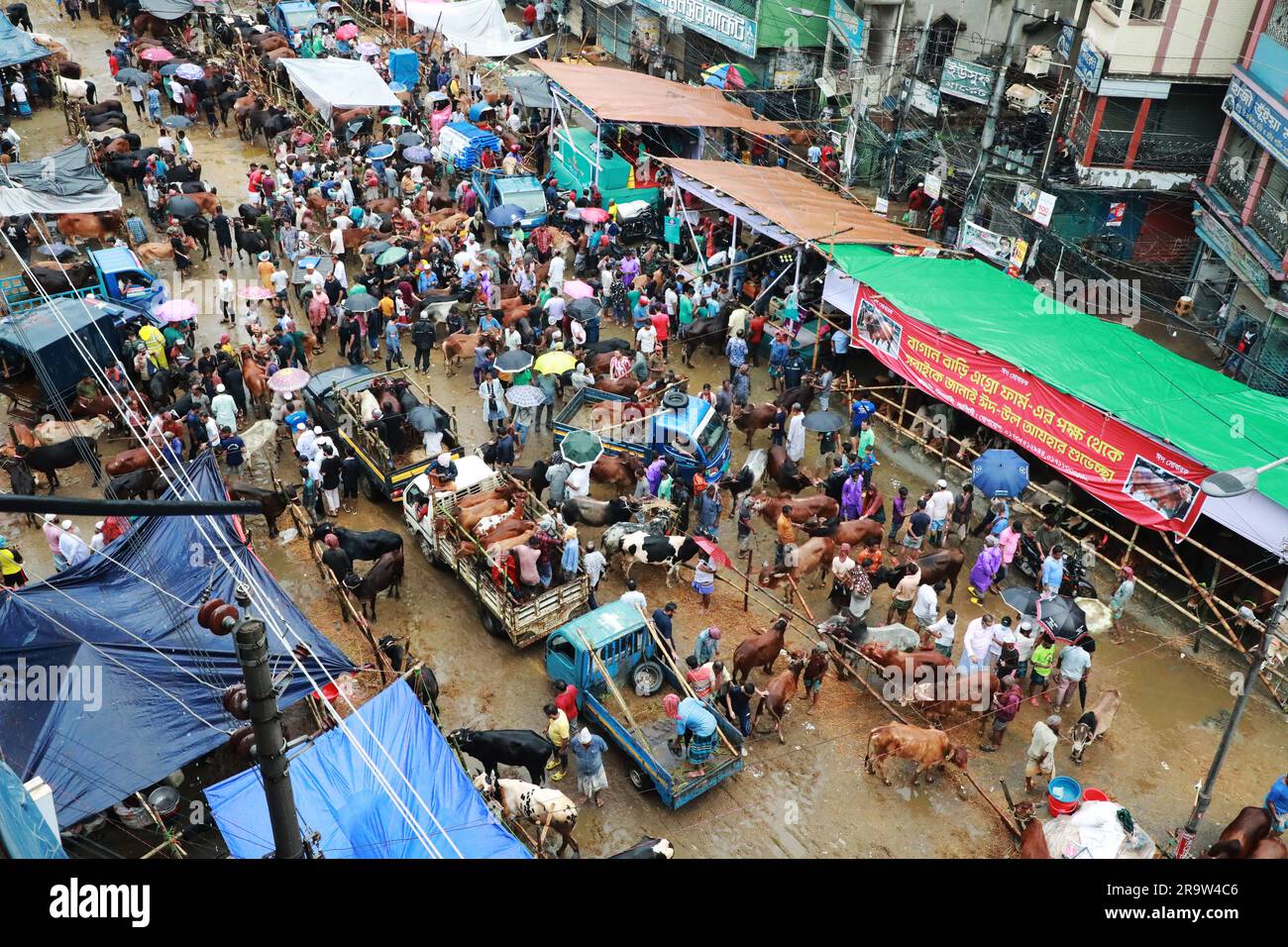 Dhaka, Bangladesh. 28th June, 2023. Cattle traders wait for customers to sell sacrificial ...
