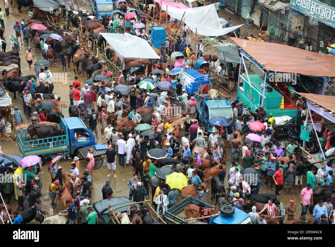 Dhaka, Bangladesh. 28th June, 2023. Cattle traders wait for customers to sell sacrificial ...